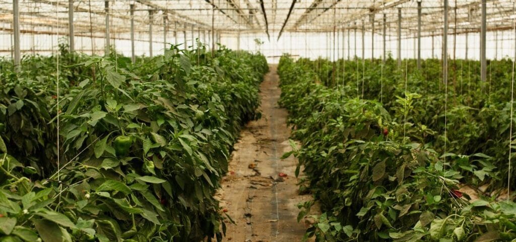Vertical Farming: Growing Food Sustainably in Urban Areas