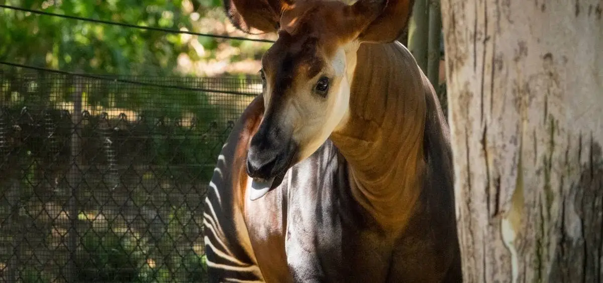 World Okapi Day: Facts, Conservation, and How You Can Help!