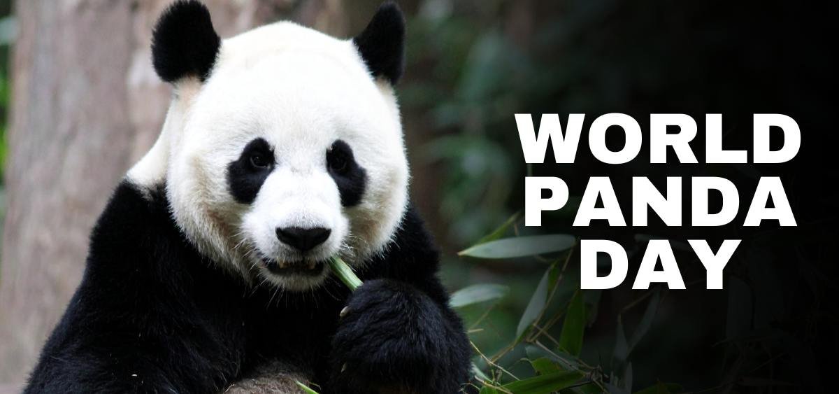 World Panda Day 2026: History & Lesser-Known Panda Secrets!