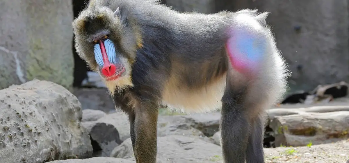 Monkey Facts That Will Make You See Them Differently Forever