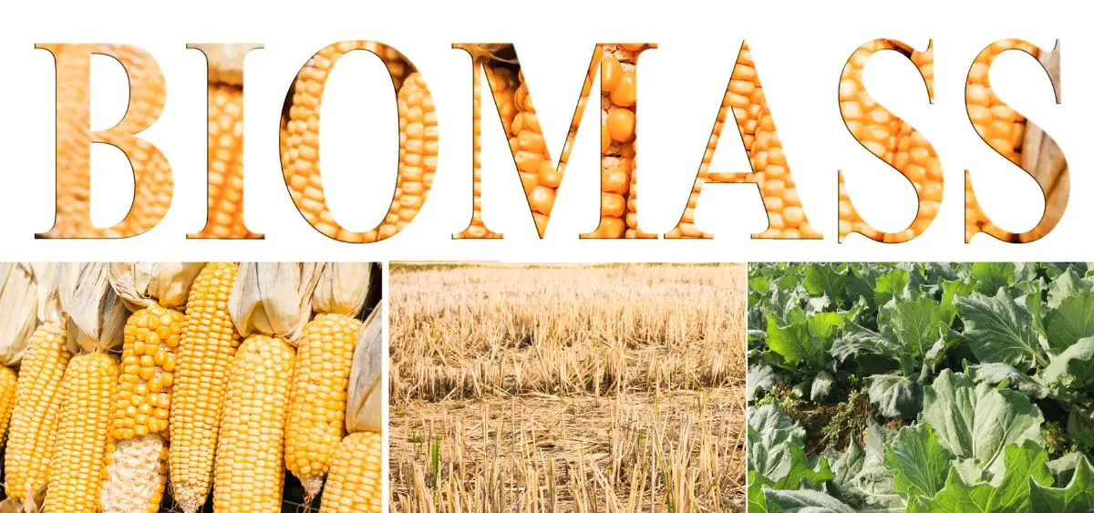 Types of Biomass: The Backeup Energy source in Tough Times!