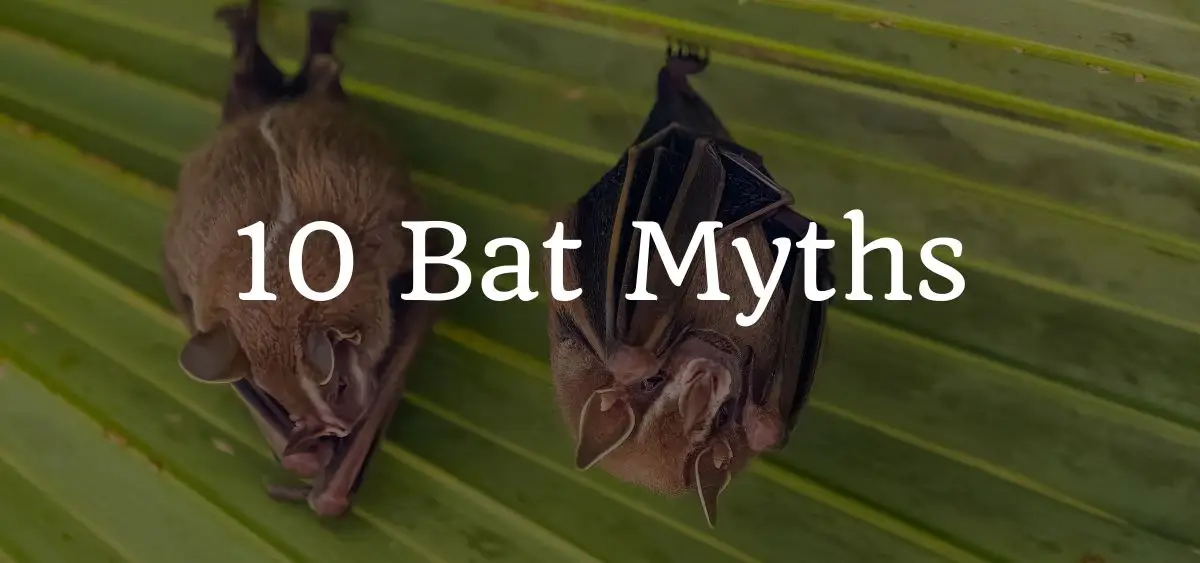 You Still Believe These 10 Bat Myths? Think Again!